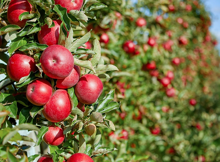 Sidro di mela alcolico | Cisorio